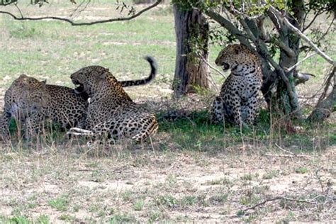 Learn About 102 Imagen Can A Leopard Mate With A Jaguar In