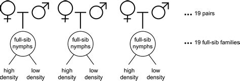 Density‐dependent Sex‐biased Development Of Macroptery In A Water