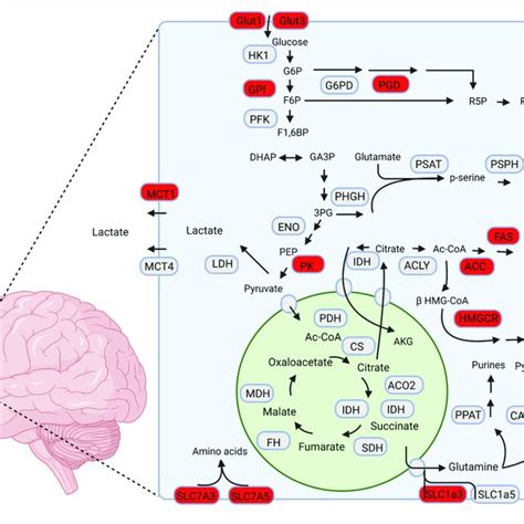 A Schematic Representation Of Metabolic Pathways Associated With Gbm