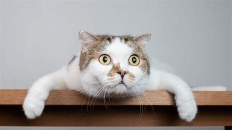 ¿por Qué Creemos Que Los Gatos Son Menos Cariñosos Y Amigables Que Los