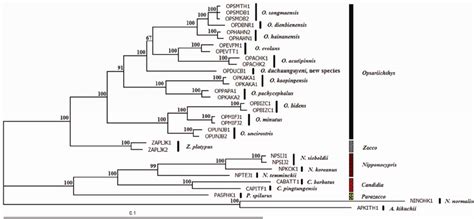 Molecular Phylogenetic Tree Reconstructed By Bayesian Inference Method