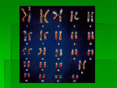 Chapter 12 Patterns Of Heredity And Human Genetics Ppt Download
