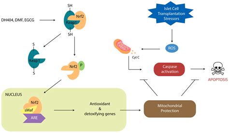 Antioxidants Free Full Text Potential Benefits Of Nrf2 Keap1