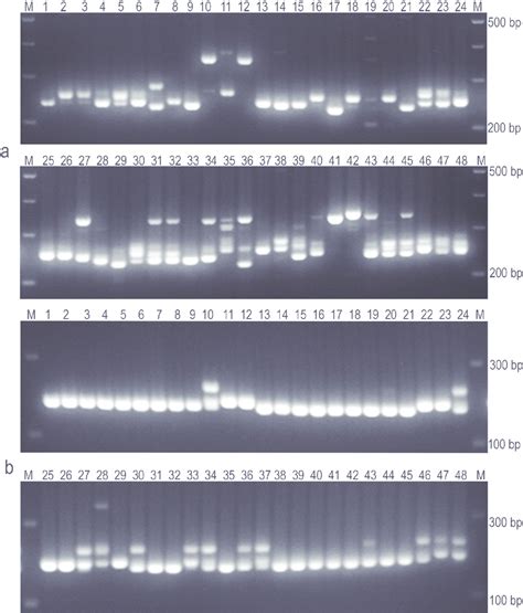 Representative Gels Showing Amplification Profiles Of Microsatellite