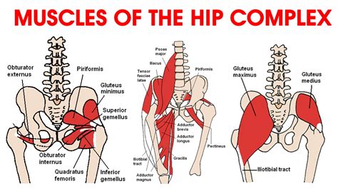 Leg Hip Muscles Diagram