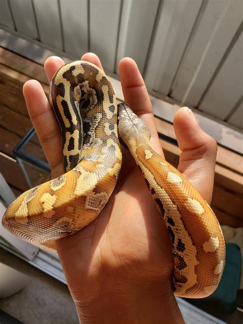 meet eve my python brongersmai shes currently 1 5 years