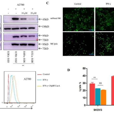 Ifn γ Upregulated Hla E Expression Through Activation Of Stat1 Signal