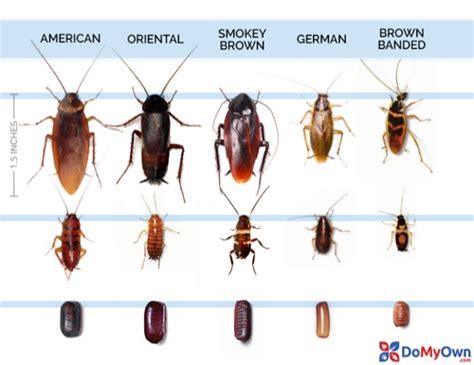 Cockroach Pictures Identification