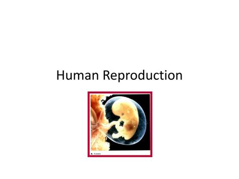Ppt Human Reproduction Powerpoint Presentation Free Download Id
