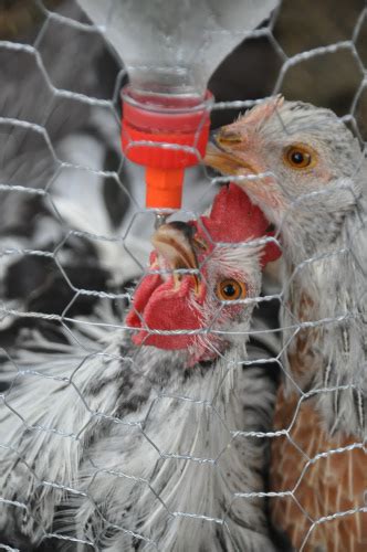 Chicken Photo Contest Avian Aqua Miser