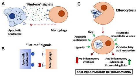 Neutrophil Apoptosis As A Powerful Anti Inflammatory Signal