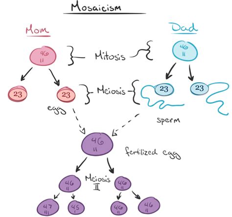 Chromosomes Genes And Dna The Biology Of Sex And Death Bio 1220