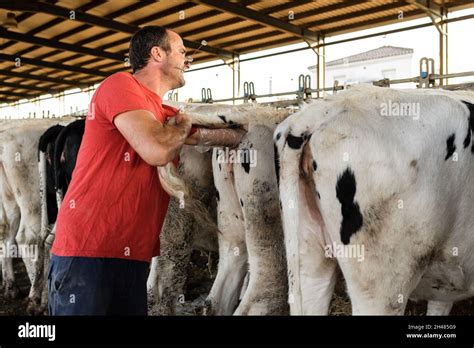 Veterinarian Making The Procedure Of An Artificial Insemination In A