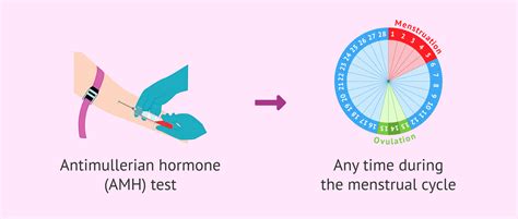 Timing Of The Menstrual Cycle For Hma Testing