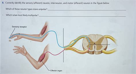 Solved Correctly Identify The Sensory Afferent ﻿neuron