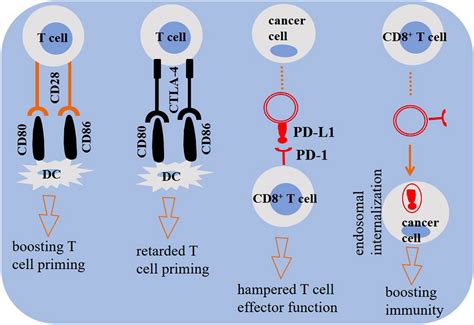 Regulatory Roles Of Checkpoints Engagement Of Cd28 Expressed On T