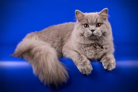 British Longhair Cat Breed Info Pictures Temperament And Traits Catster