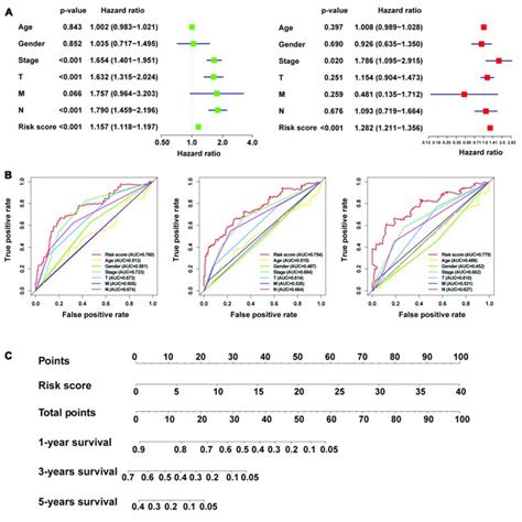 Verificationof The Risk Model And Construction Of The Nomogram A