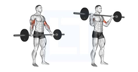 Barbell Standing Wide Grip Biceps Curl Guide Benefits And Form