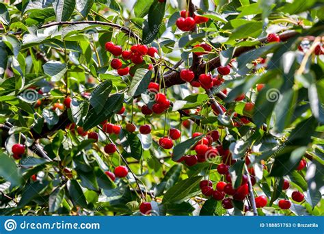 Red Sour Or Tart Cherries Growing On A Cherry Tree Ripe Prunus Cerasus