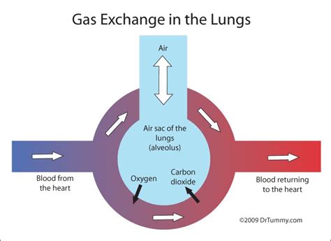 Myscience Class The Transport Of Oxygen In The Human Body