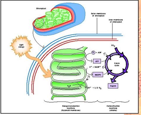 photosynthesis diagram chloroplast