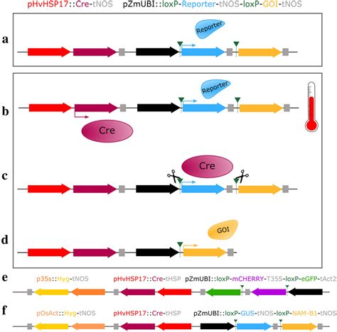 Schematic Of The Inducible Cre Lox System A The Initial Construct