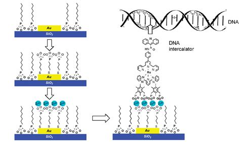 21 Schematic Illustration Of Surface Modification For Dna Capture By