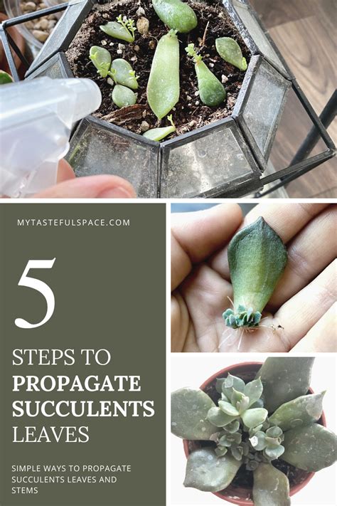 Propagating Succulents Leaves And Stems In 5 Simple Steps My Tasteful