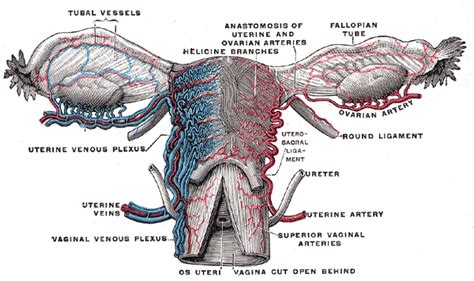 The Female Reproductive System Boundless Anatomy And Physiology