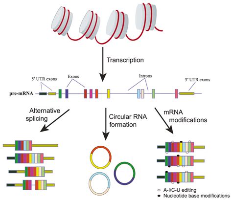 Advances In Analyzing Rna Diversity In Eukaryotic F1000research