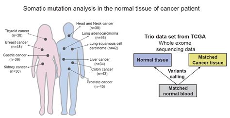 Comprehensive Characteristics Of Somatic Mutations In The Normal