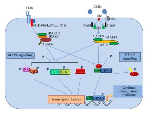 Signal Pathway Activation By Tlrs And Clrs Tlrs And Clrs Activate Mapk