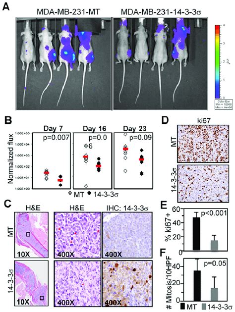 Re Expression Of 14 3 3s In Mda Mb 231 Cells Inhibits Bone Metastasis