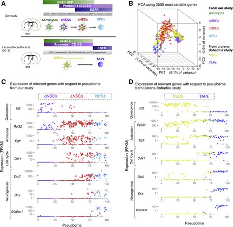 Single Cell Transcriptomic Analysis Defines Heterogeneity And