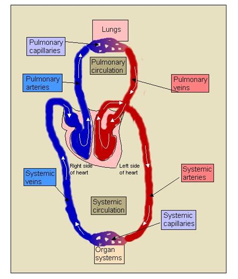 Structure And Function Of The Heart Biology Notes For Igcse 2014