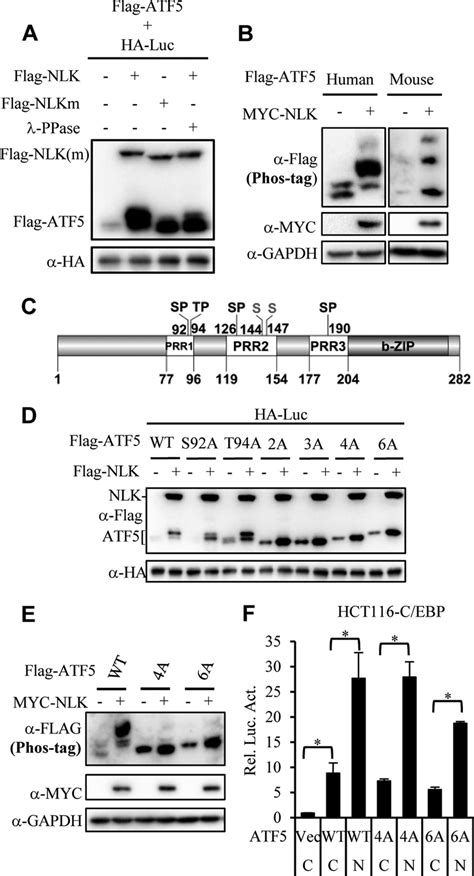 Phosphorylation Of Atf5 By Nlk Cannot Account For C Ebp Activation A