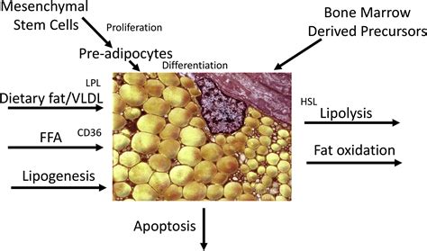 Sex Differences In Adipose Tissue Function Endocrinology And