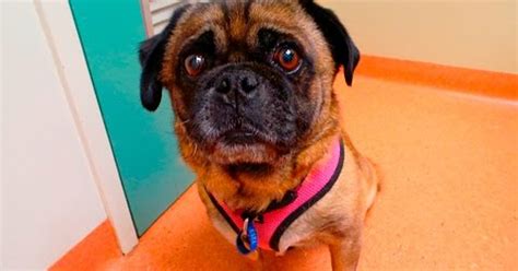 Cuánta Fauna Aquí Tenéis Una Recopilación De Los Perros Más Impacientes