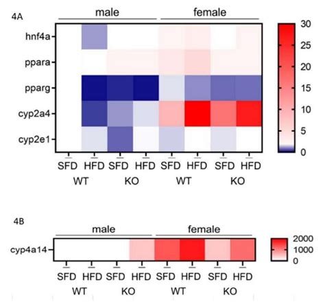 Antioxidants Free Full Text Role Of Sirt3 In Differential Sex