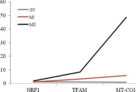 Relative Quantification Of The Target Genes At The Various Stages Of