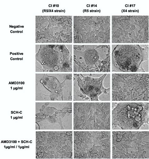 Microscopic View Of Cytopathic Effect Giant Cell Formation At Day 5