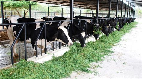 india to import cattle sex sorting technology from us