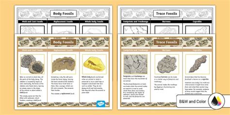 Fossil Types Posters Teacher Made Twinkl