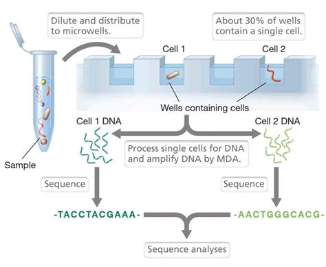 Hanaa Fayed On Linkedin Isolation And Sequencing Of Single Cells‼️