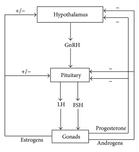 Schematic Representation Of The Hypothalamus Pituitary Gonadal Hpg