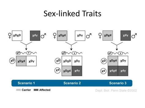 ppt b 4 demonstrate an understanding of the molecular basis of