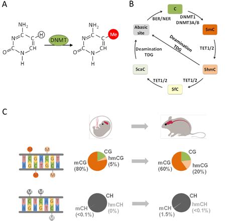 The Life Cycle And Distribution Of Dna Methylation In Mammalian Cells
