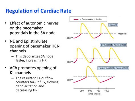 Ppt The Cardiovascular System The Heart Powerpoint Presentation