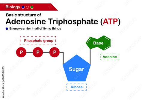 Biology Diagram Show Basic Structure Of Adenosine Triphosphate Atp